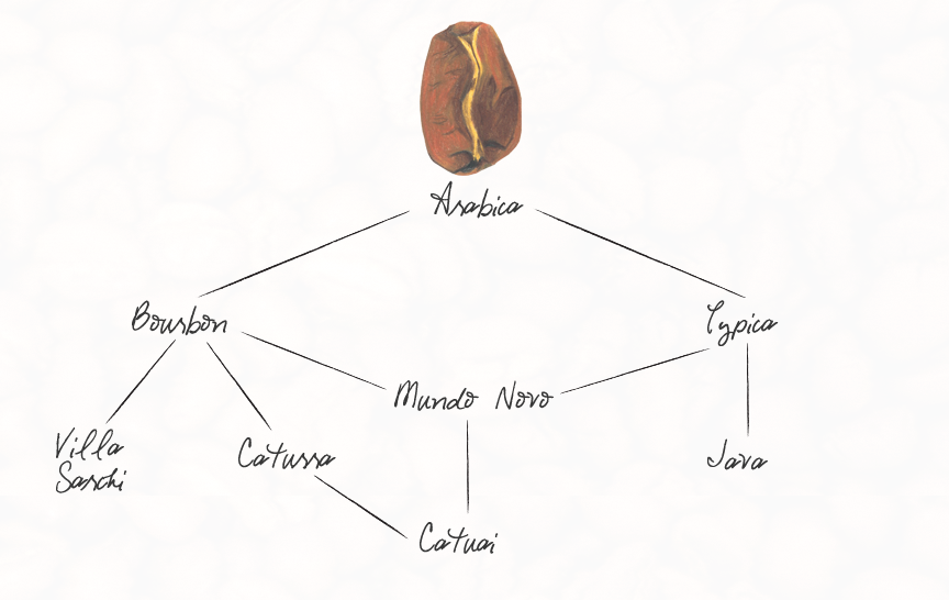 Basic Coffee Knowledge: Coffee Basics for Beginners - Helena Coffee Vietnam