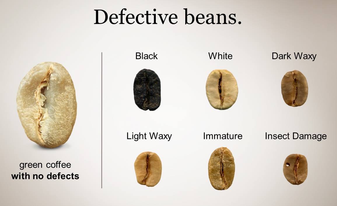 Basic Coffee Knowledge: Coffee Basics for Beginners - Helena Coffee Vietnam
