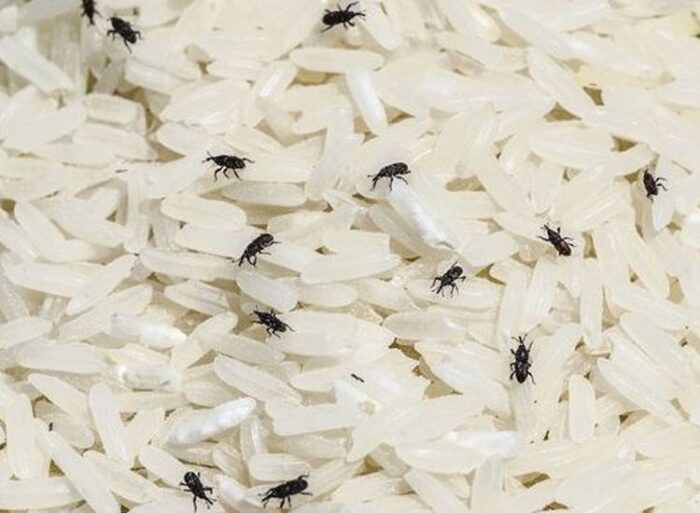 Fakta Kutu Beras Yang Anda Tidak Tahu - Jobstore Careers Blog ...