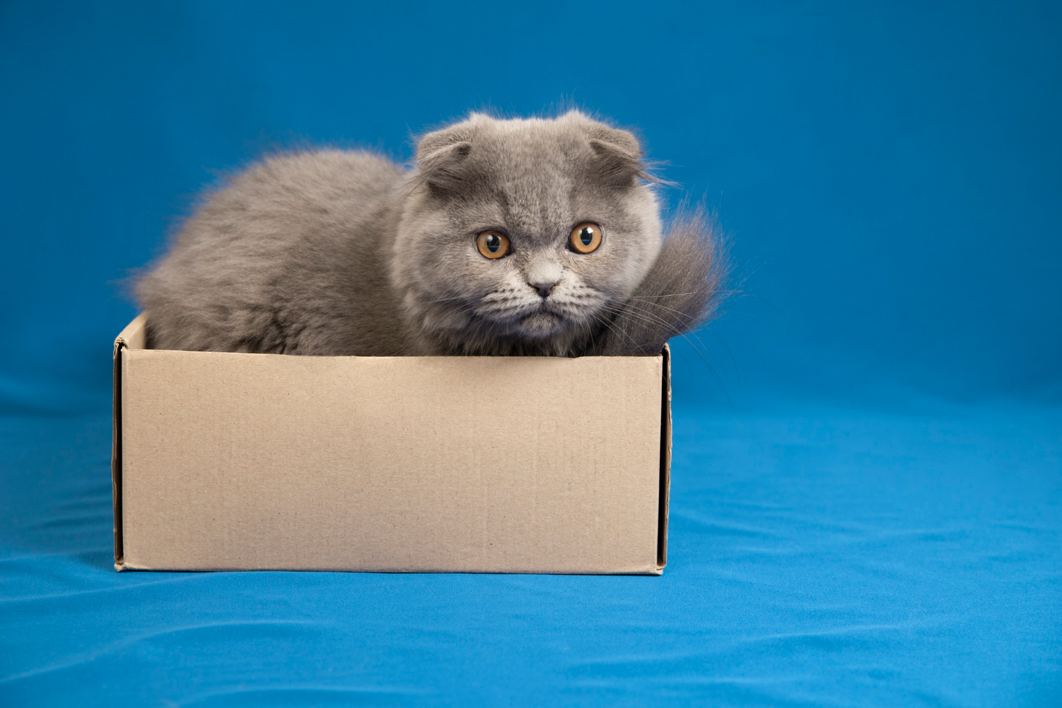 Ini 20 Fakta Menarik Yang Anda Perlu Tahu Tentang Kucing - Jobstore ...