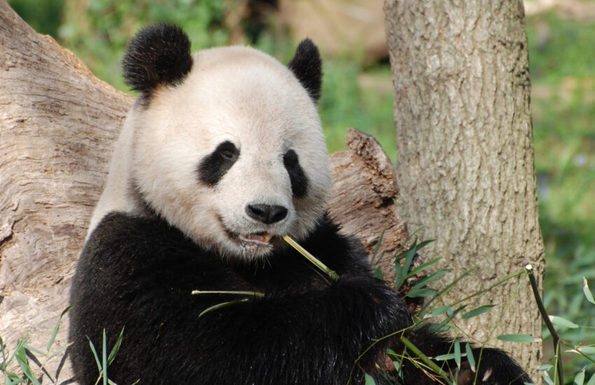 10 Fun Panda Facts You Probably Didn't Know - Jobstore Careers Blog ...