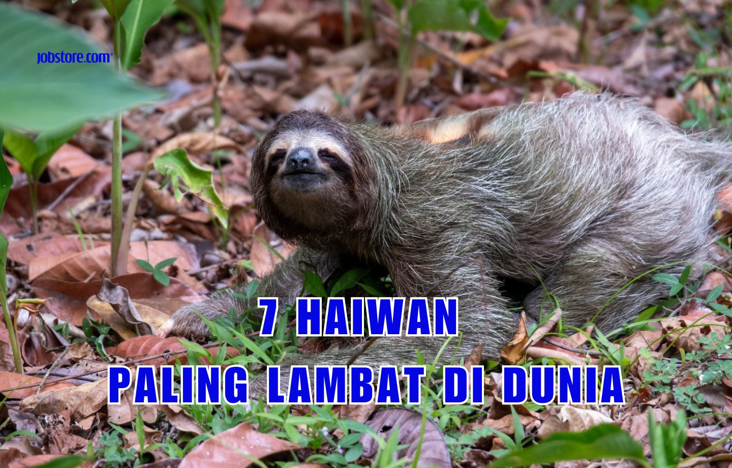 7 Haiwan Paling Lambat Di Dunia - Jobstore Careers Blog - Malaysia's ...