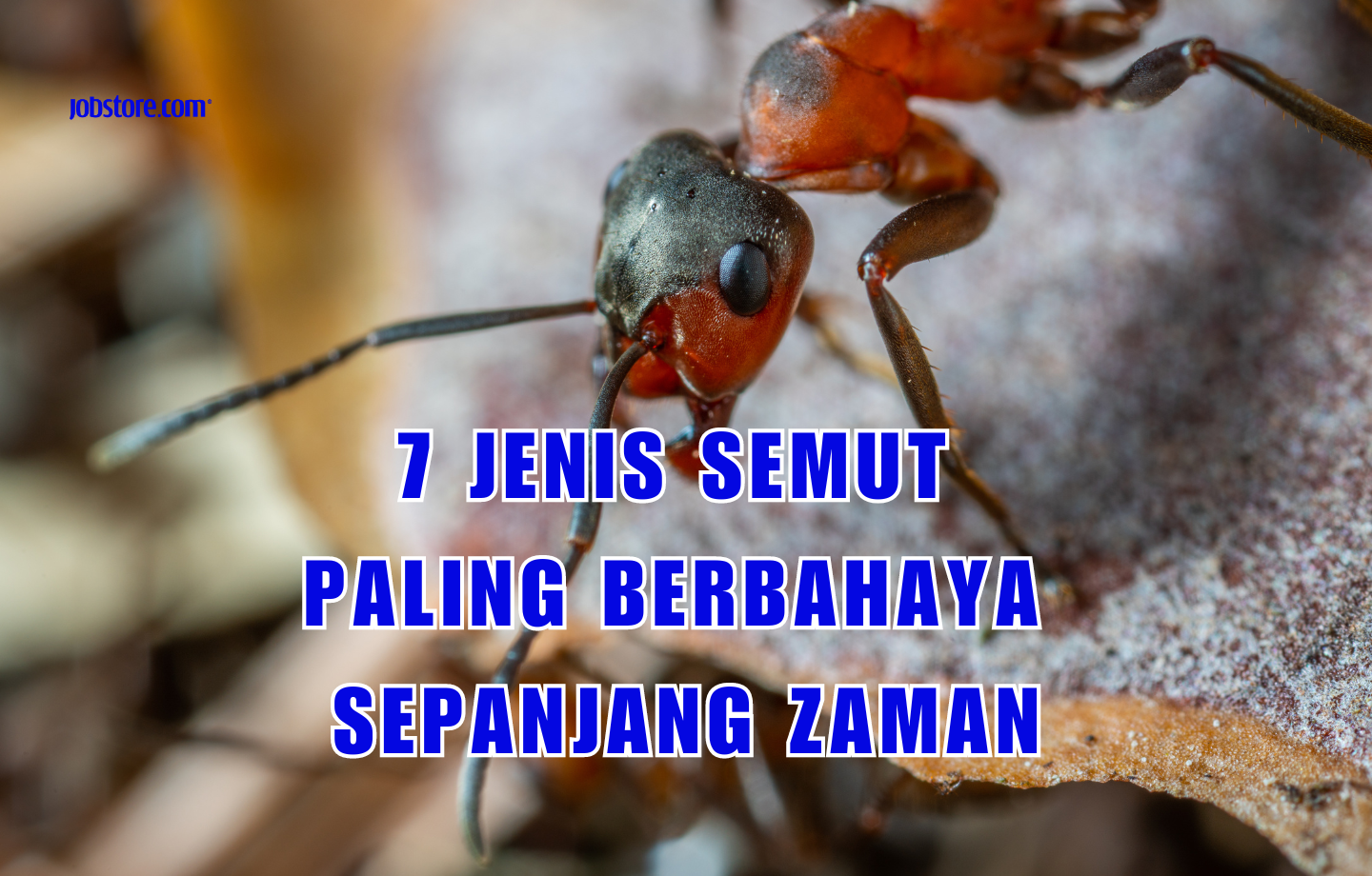 7 Jenis Semut Paling Berbahaya Sepanjang Zaman - Jobstore Careers Blog ...