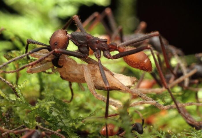 7 Jenis Semut Paling Berbahaya Sepanjang Zaman - Jobstore Careers Blog ...