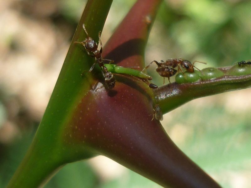 7 Jenis Semut Paling Berbahaya Sepanjang Zaman - Jobstore Careers Blog ...