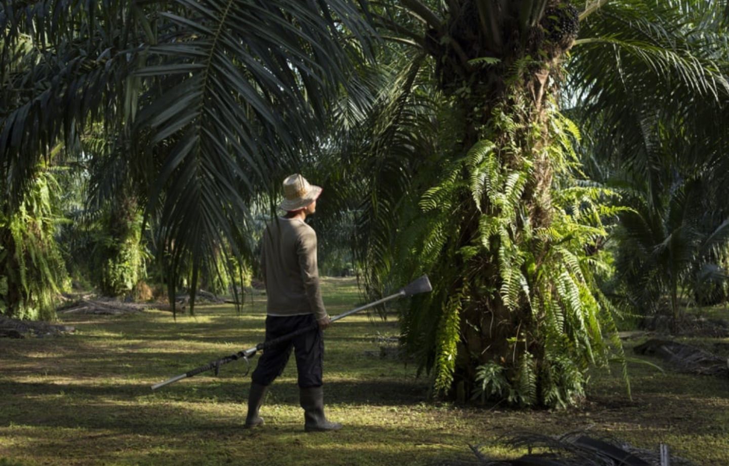 Sektor Perladangan Getah Perlukan 80,000 Pekerja - Jobstore Careers ...