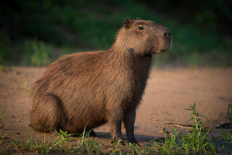 10 Fakta Menarik Capybara Yang Ramai Tak Tahu - Jobstore Careers Blog - Malaysia's best career blog
