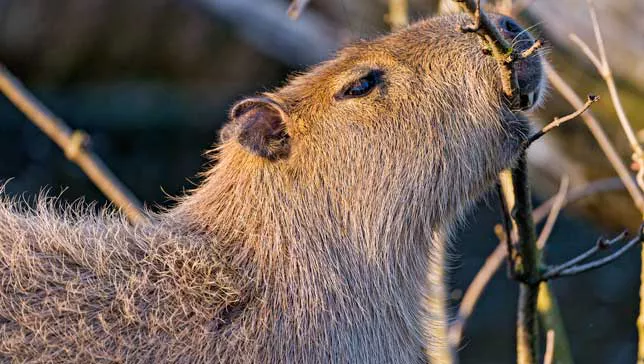 10 Fakta Menarik Capybara Yang Ramai Tak Tahu - Jobstore Careers Blog ...