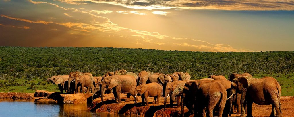 Most Beautiful National Parks In India You Must Visit Once most-beautiful-national-parks-in-india-you-must-visit-once