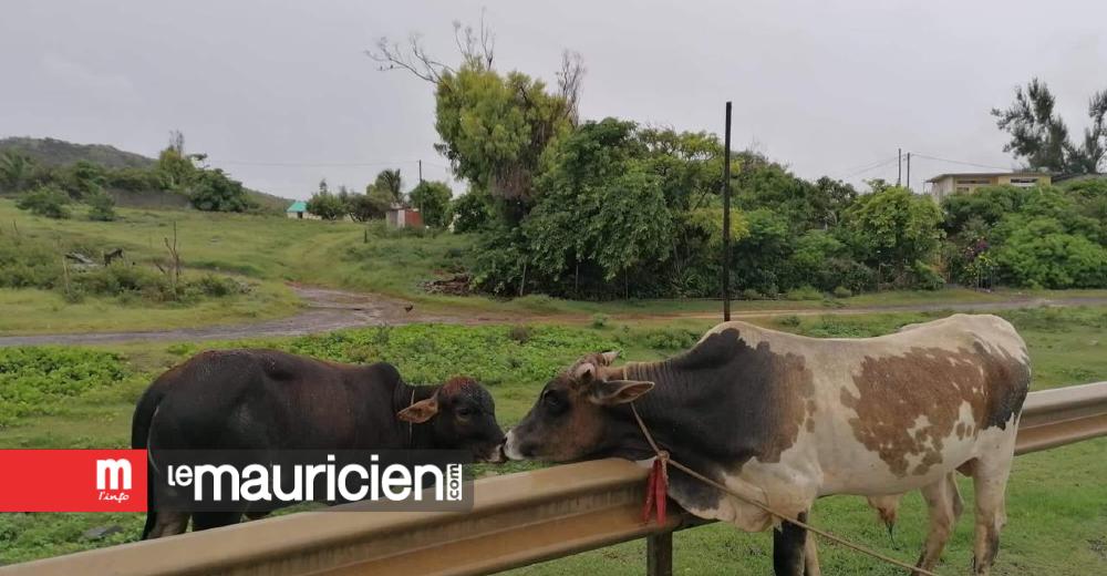 Dépression tropicale : À Rodrigues, inquiétude à l’aéroport de Plaine ...
