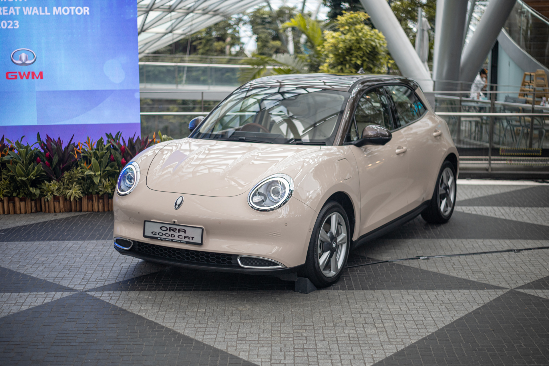 My white cat is dying...7 months left to live... | HardwareZone Forums