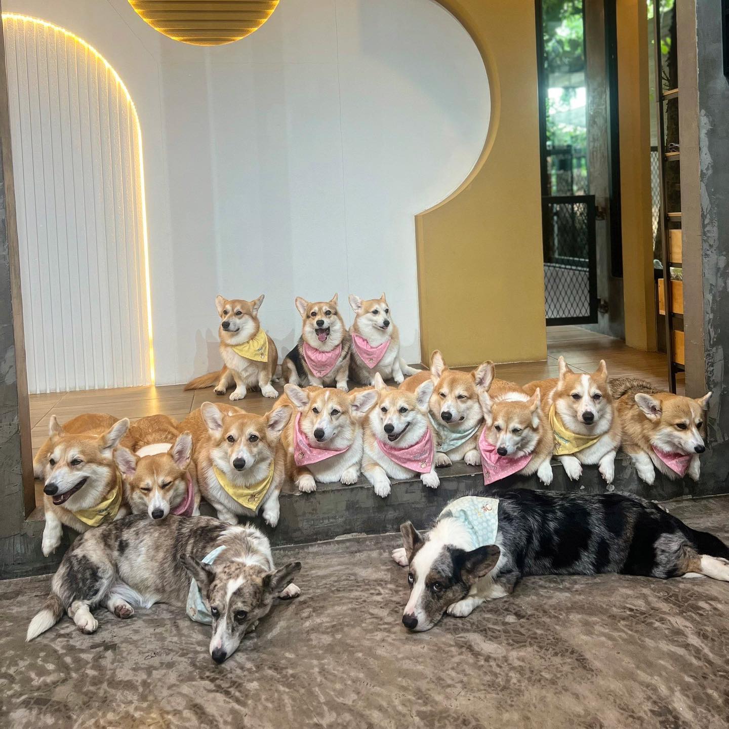 Top 10 Pet Cafés in Bangkok You Should Visit! | Articles | Motorist ...