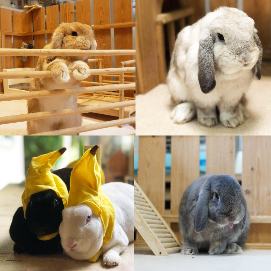 Top 10 Pet Cafés in Bangkok You Should Visit! | Articles | Motorist ...