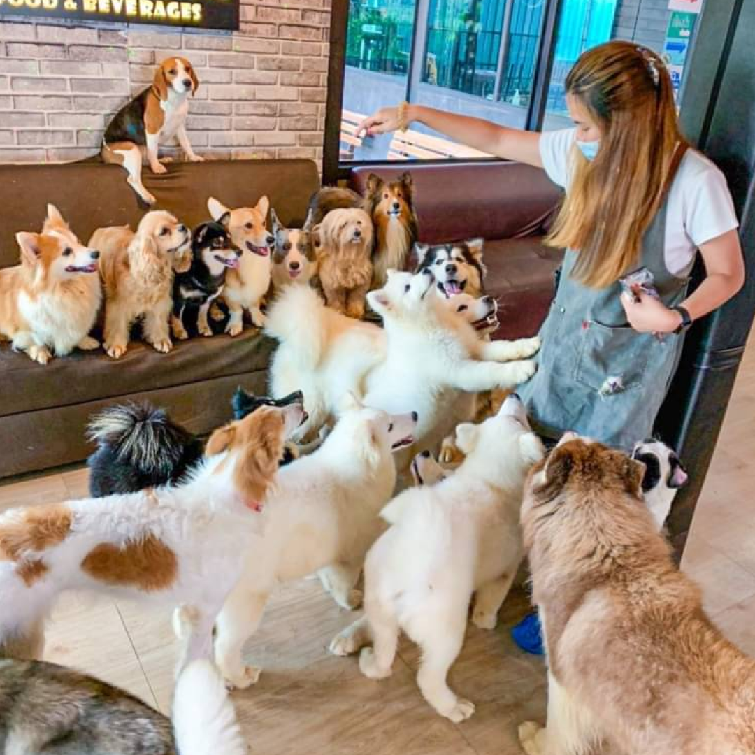 Top 10 Pet Cafés in Bangkok You Should Visit! | Articles | Motorist Thailand