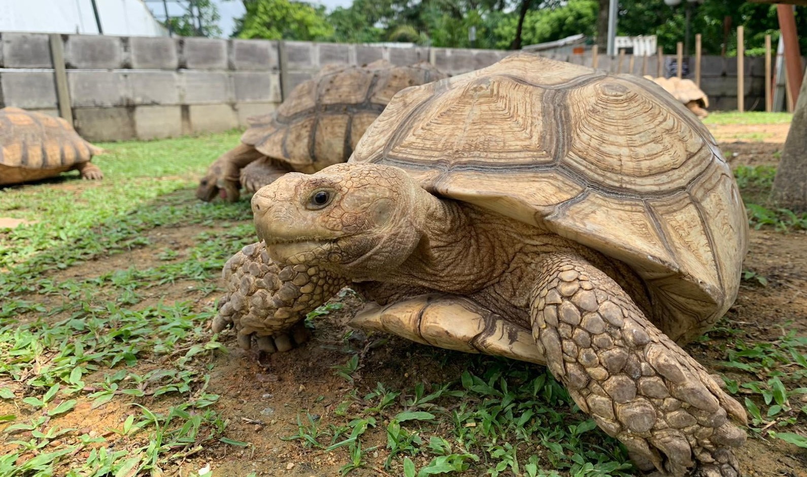 Explore Singapore's animal kingdom with your kids during school ...