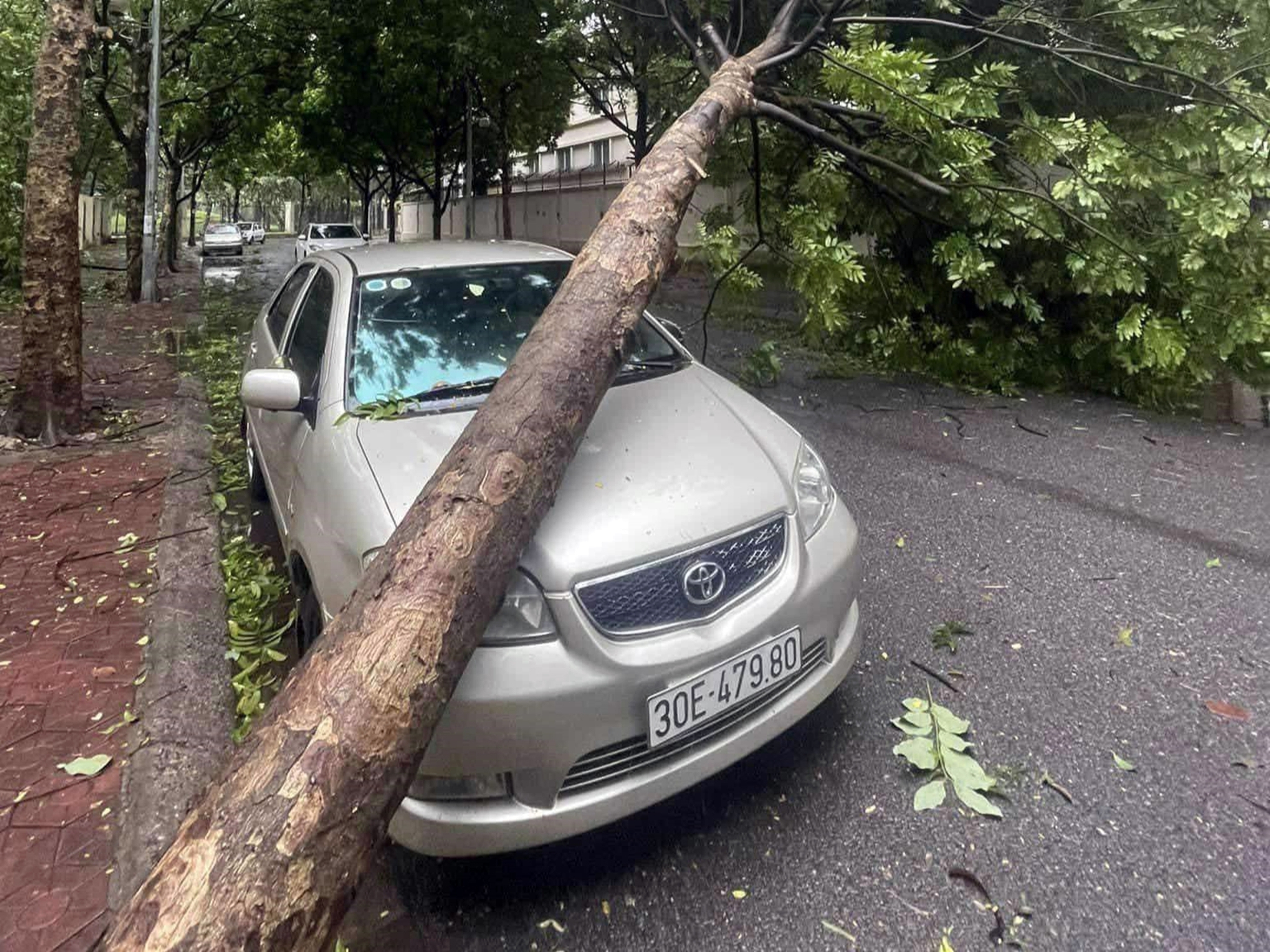 Insurance expert: 'Cars damaged by falling trees after a storm may be ...