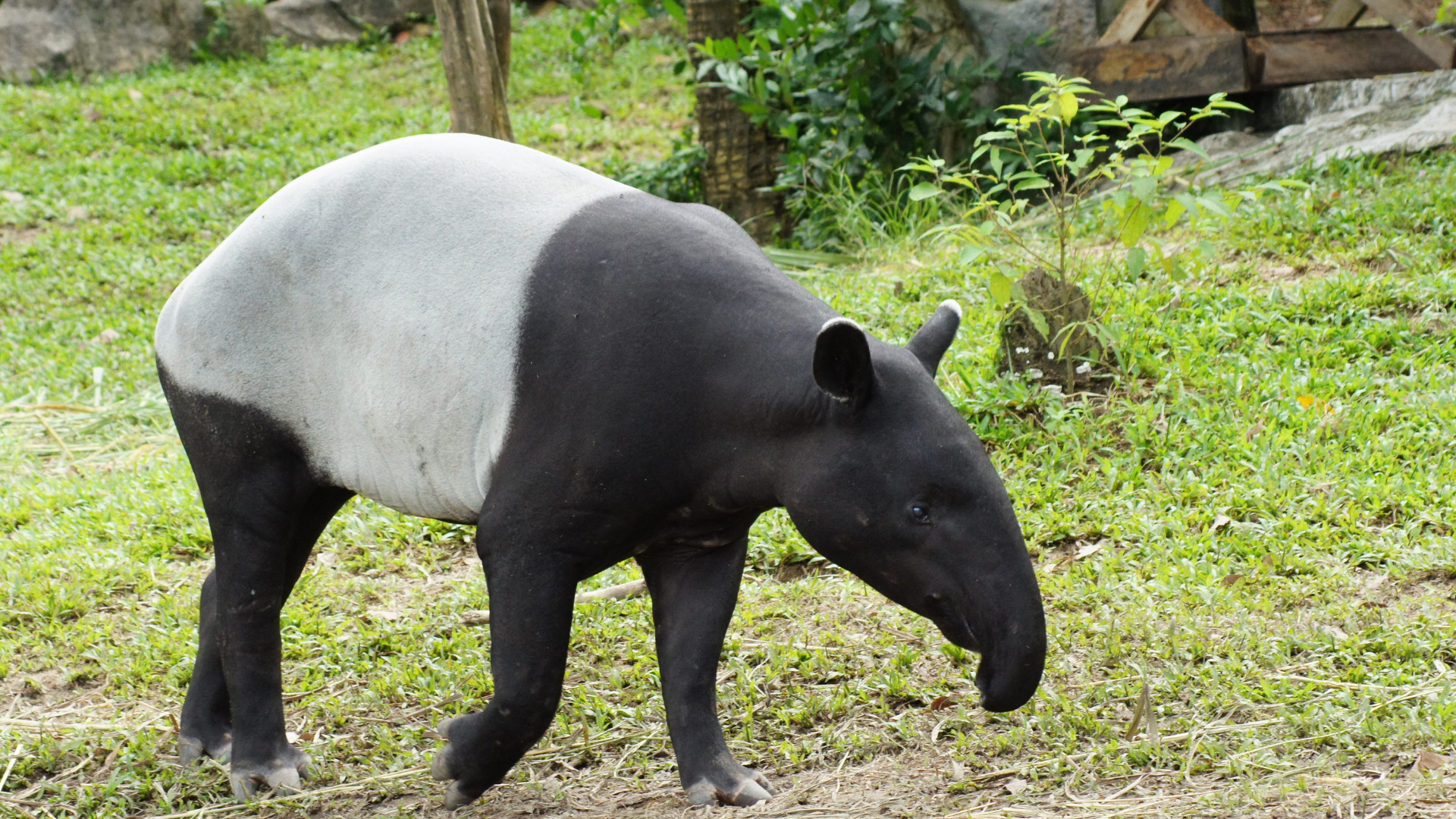 Beloved tapir killed by car near Cherating Agrotech Park - campers ...