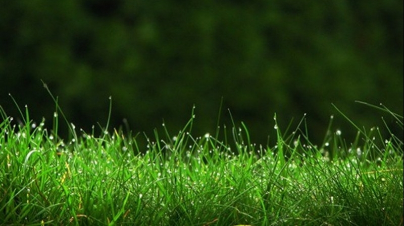 Miên man cỏ hạ năm 2025