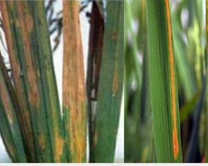 5 Cara Mengatasi Penyakit Hawar Daun pada Padi - IlmuBudidaya.com