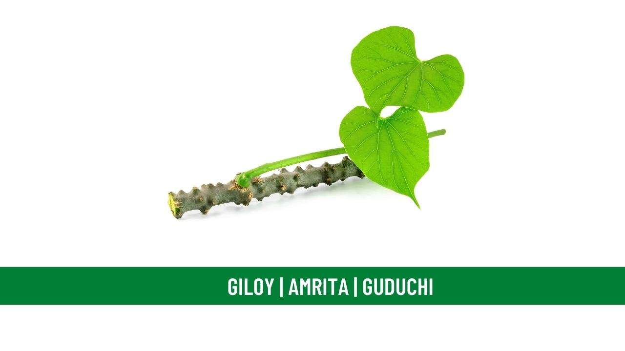 Giloy Health Benefits, Uses, Dosage and Side Effects