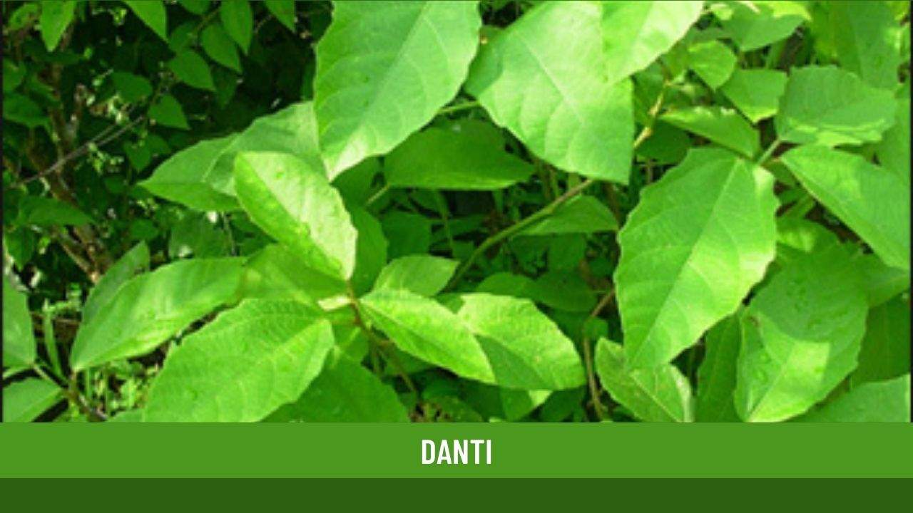 Danti : Health Benefits, Uses, Dosage and Side Effects