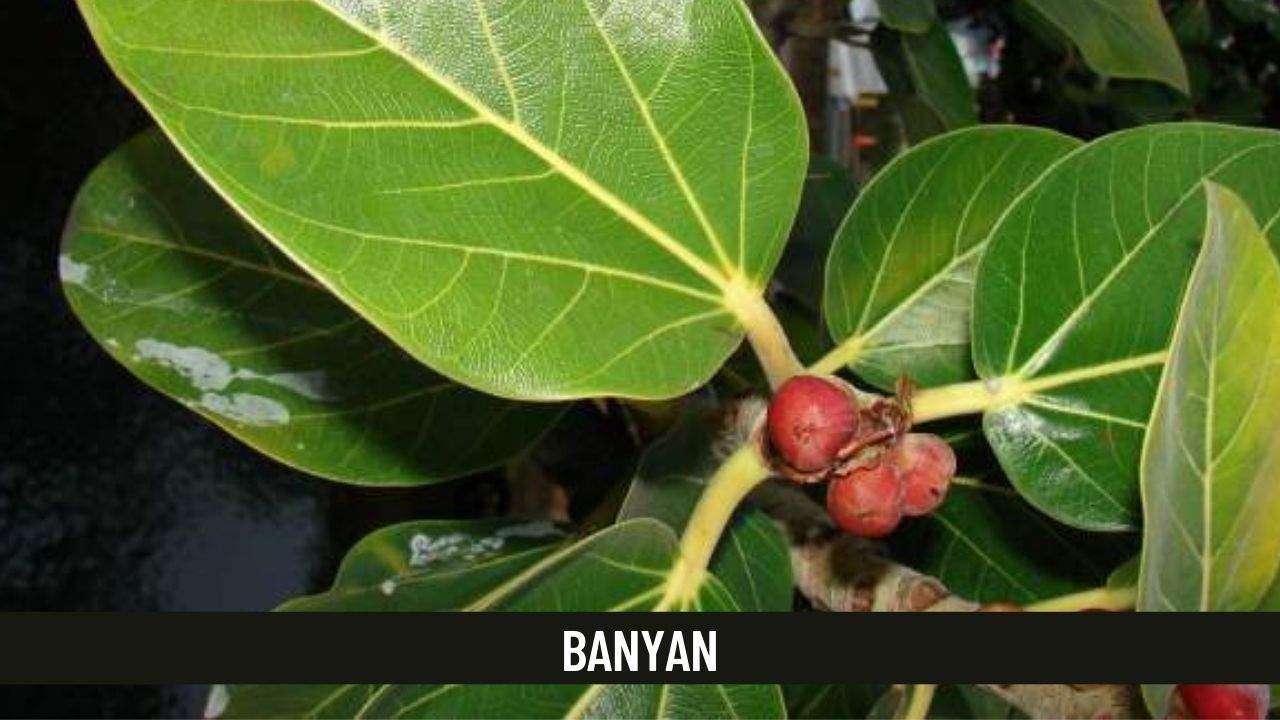 Banyan : Health Benefits, Uses, Dosage and Side Effects
