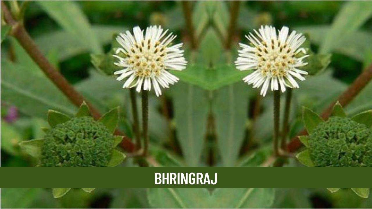 Bhringraj : Health Benefits, Uses, Dosage and Side Effects