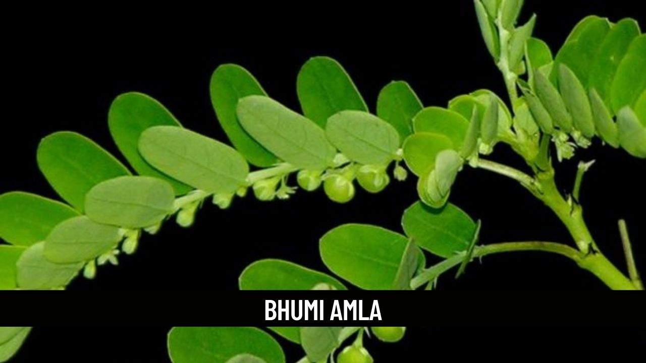 Bhumi Amla : Health Benefits, Uses, Dosage and Side Effects