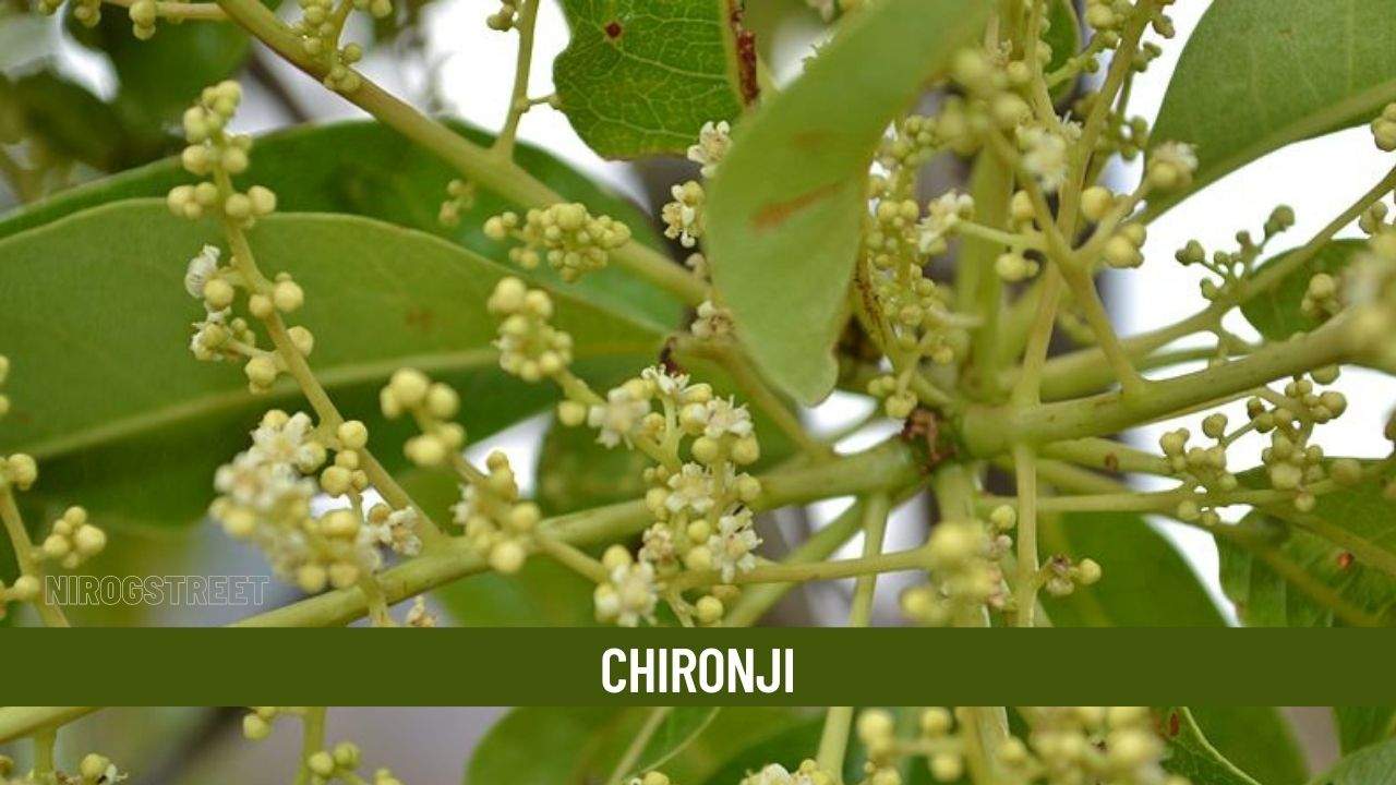 Chironji : Health Benefits, Uses, Dosage and Side Effects