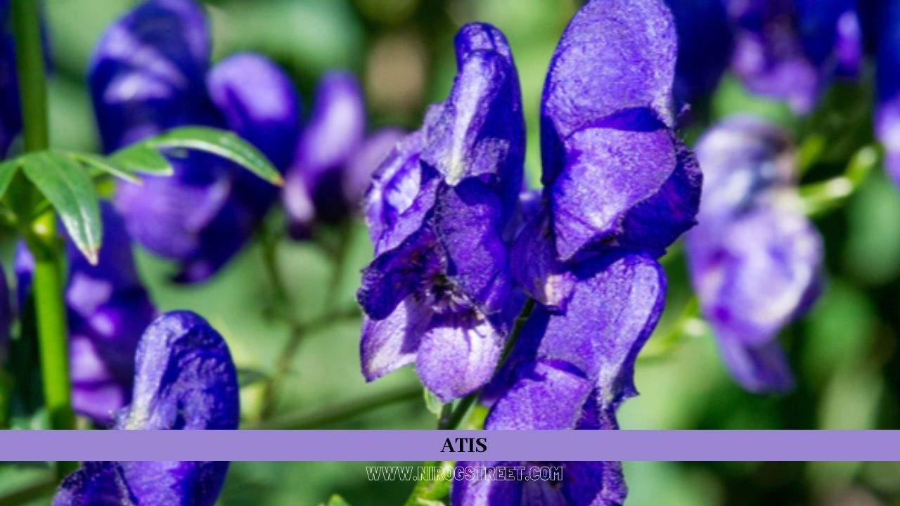 ATIS: Health Benefits, Uses, Dosage and Side Effects