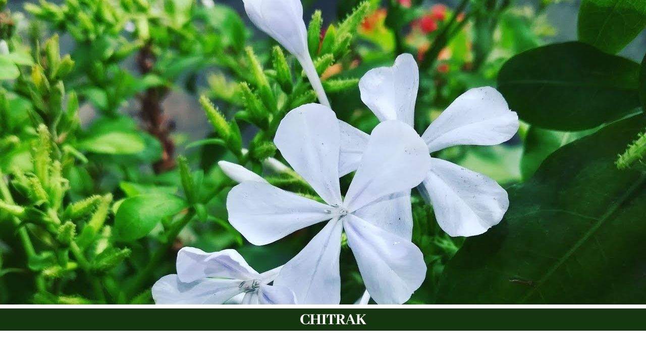 What is Chitrak Haritaki (Ayurvedic Formulation)? Health Benefits of ...