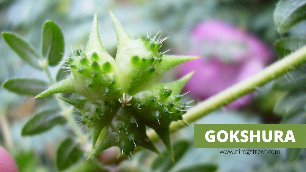 Gokshura: Health Benefits, Uses, Dosage and Side Effects