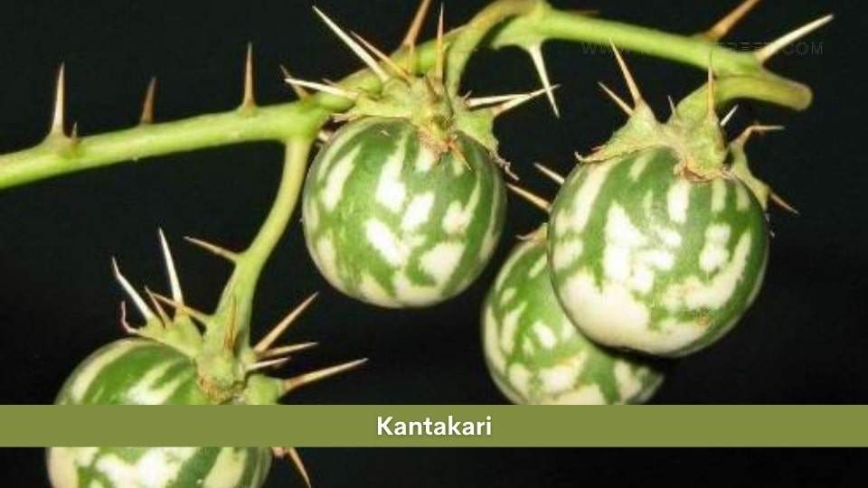 Kantakari: Health Benefits, Uses, Dosage and Side Effects