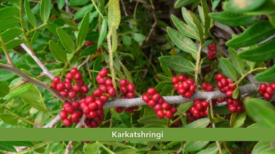 Karkatshringi: Health Benefits, Uses, Dosage and Side Effects
