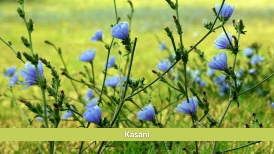 Kasani: Health Benefits, Uses, Dosage and Side Effects