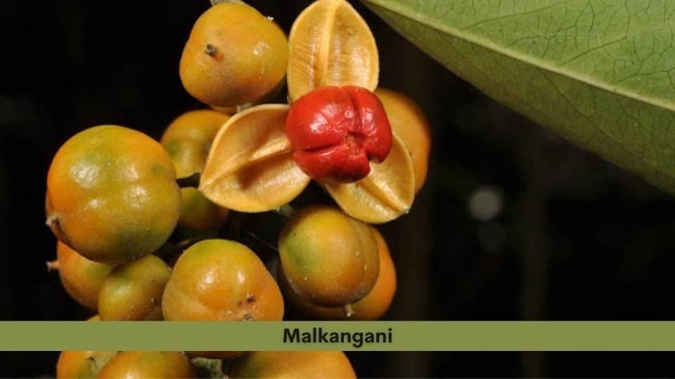 Malkangani: Health Benefits, Uses, Dosage and Side Effects