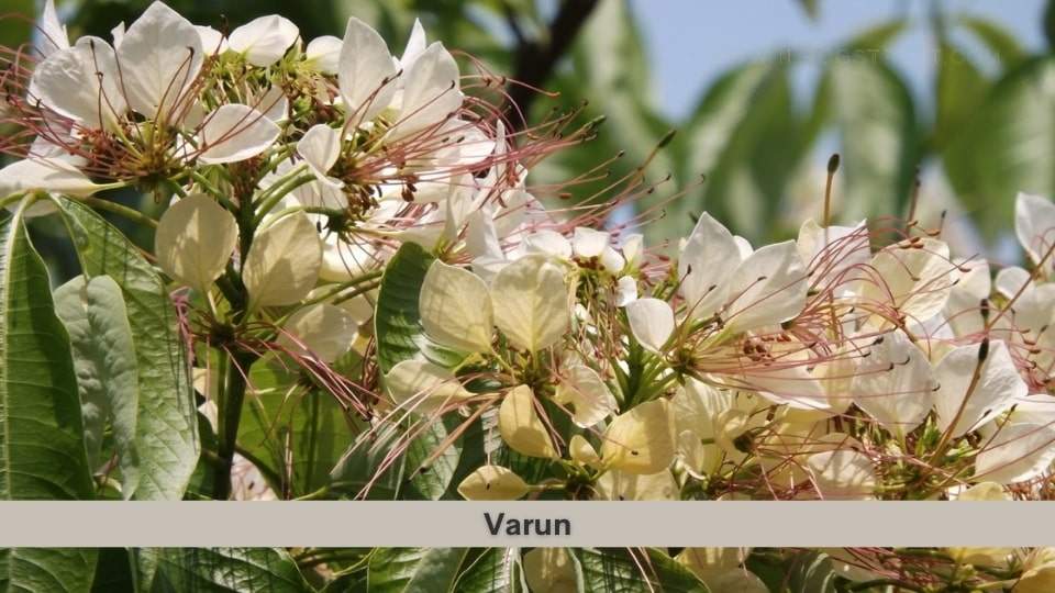 Varun Health Benefits Uses Dosage And Side Effects varun-health-benefits-uses-dosage-and-side-effects