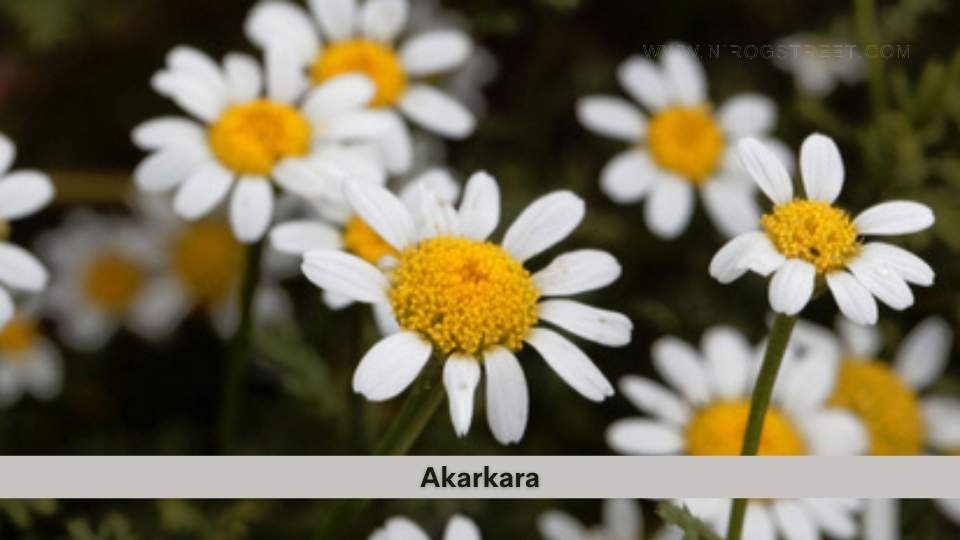 Akarkara Health Benefits, Uses, Dosage and Side Effects