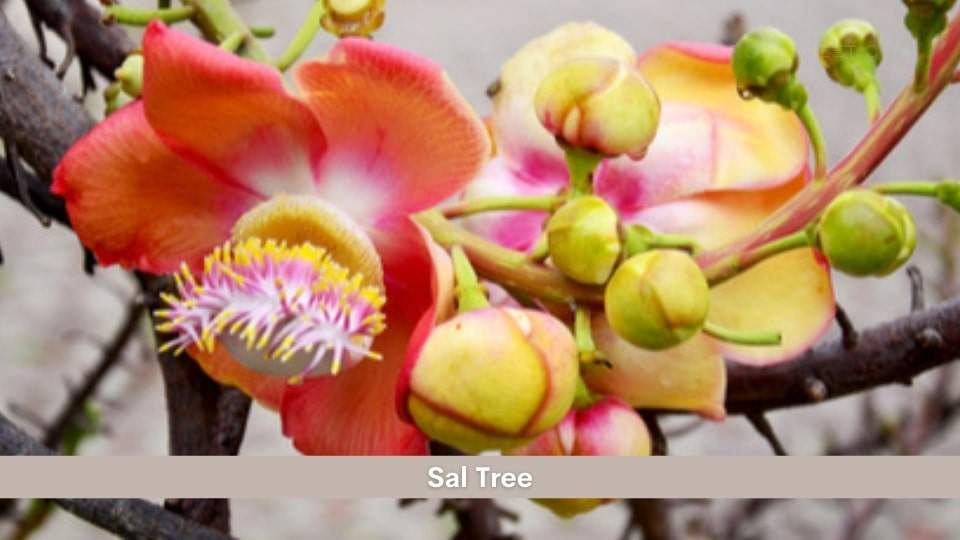 What Is The Scientific Name Of Sal Tree at Zac Dadswell blog