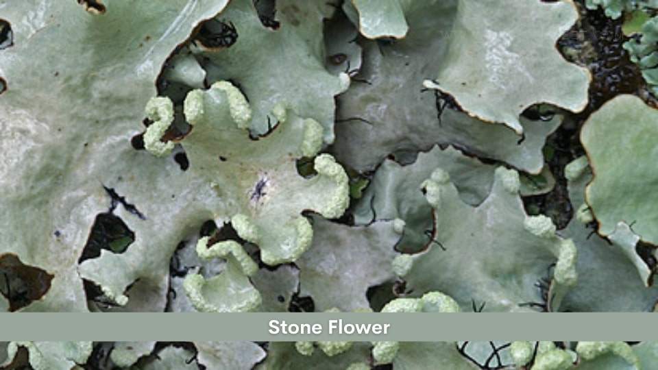 Stone Flower