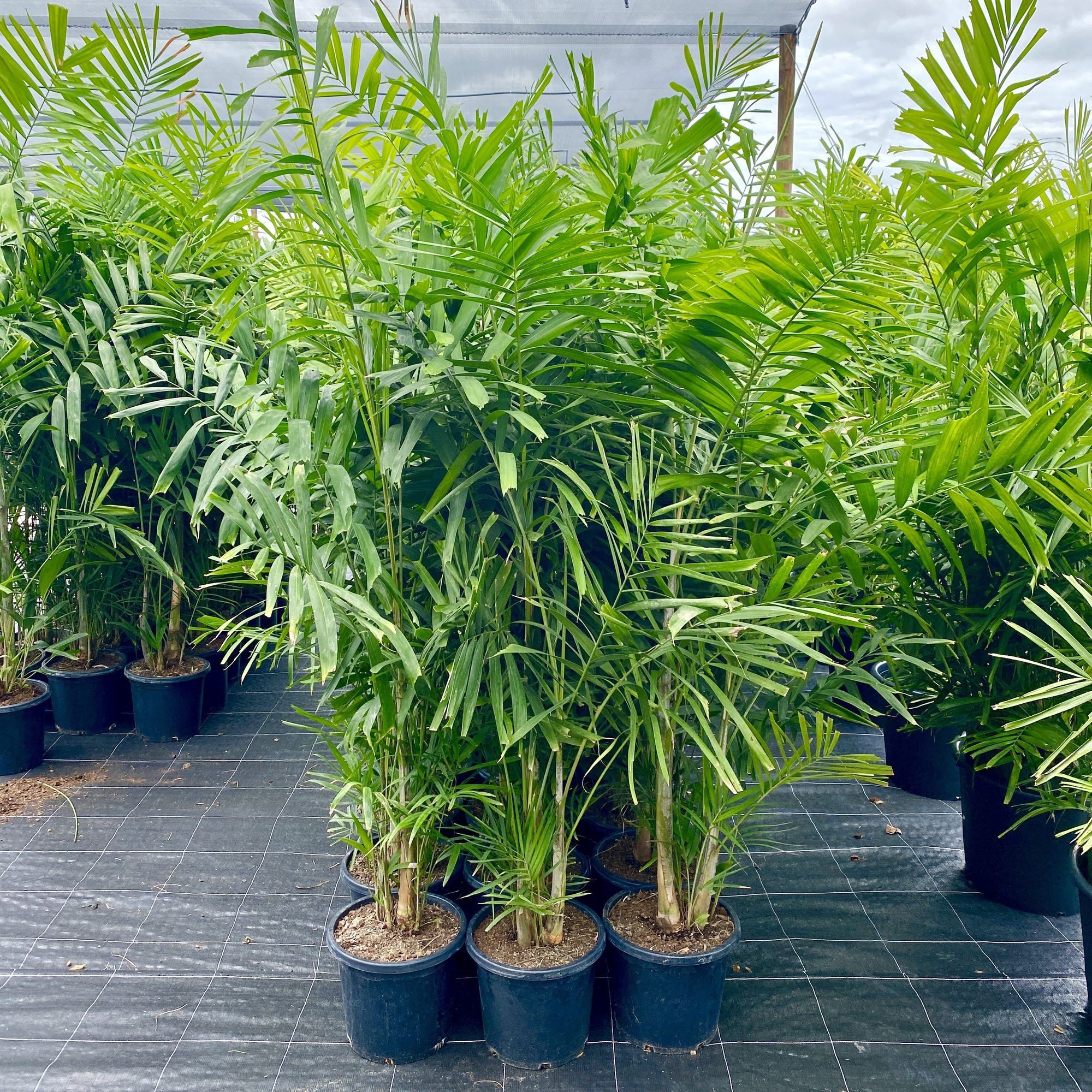 183 Varietas Tanaman, Percantik Podomoro Park. Hidup di Taman Bunga ...