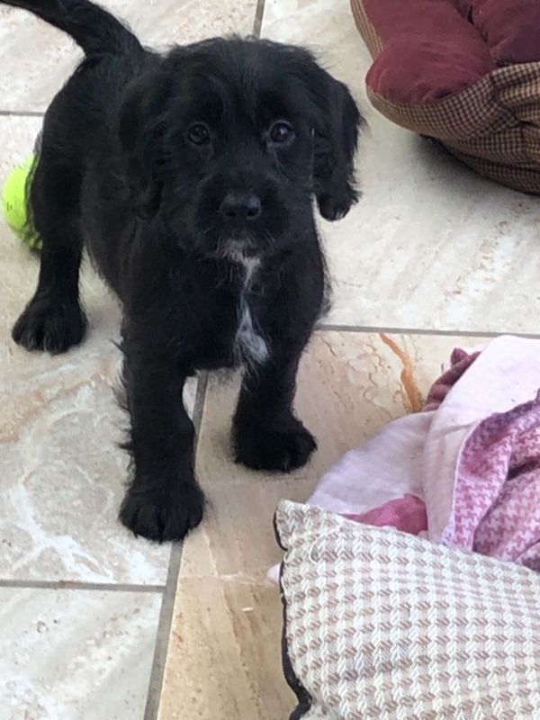 Jackapoo Pups | PostAds.ph