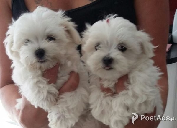 Adorable Maltese Puppies for adoption. | PostAds.ph