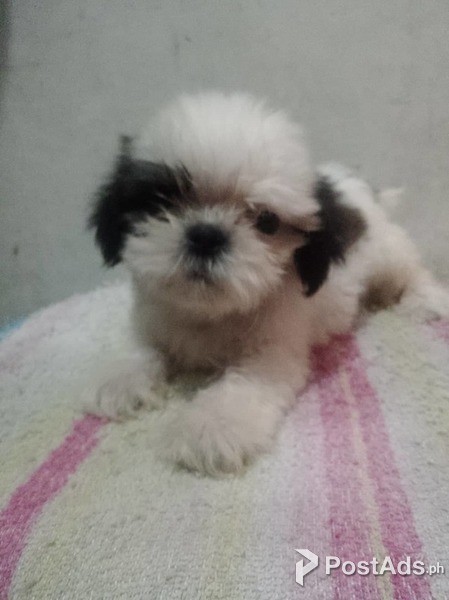 Shih Tzu Pure Breed Princess Type (Male) | PostAds.ph