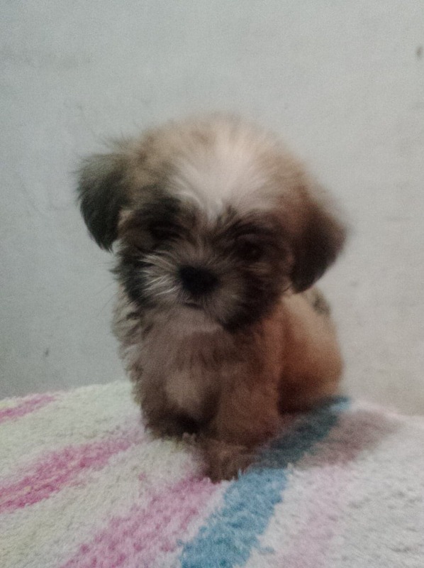 Shih Tzu Pure Breed Princess Type (Male) | PostAds.ph