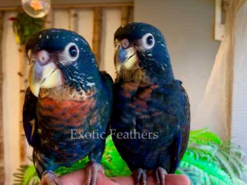 Hand Reared Baby Bronze Winged Pionus For Sale | PostAds.ph