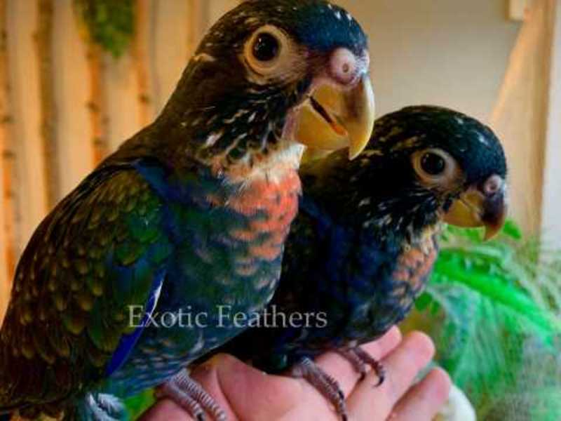 Hand Reared Baby Bronze Winged Pionus For Sale | PostAds.ph