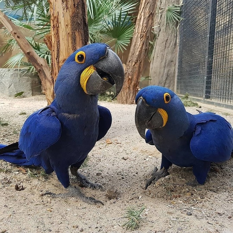 Available Hyacinth Macaw,Red Tail African Grey,Blue And Gold Macaw ...