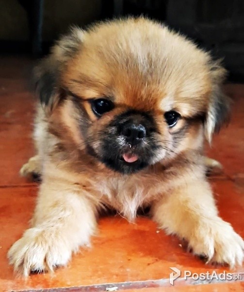 PEKINGESE FEMALE PUPPIES | PostAds.ph