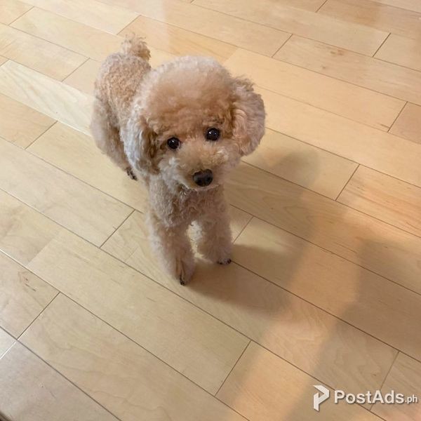 TOY POODLE PUPPIES - vicky lane | PostAds.ph